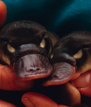 Duck Billed Platypus Baby