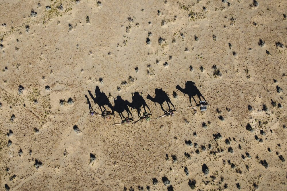 A camel odyssey complete - Australian Geographic