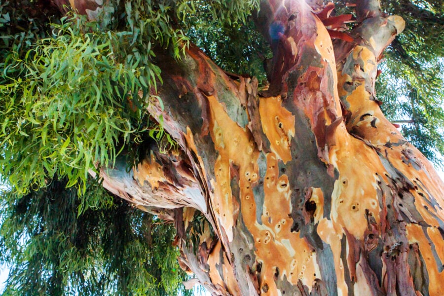 Top 10 Aboriginal bush medicines - Australian Geographic