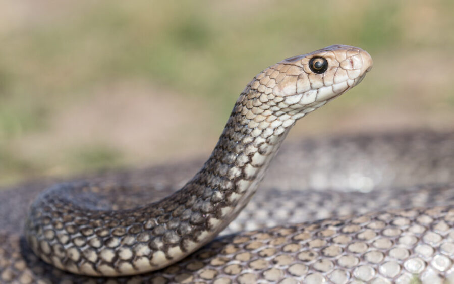 Fact File: Eastern brown snake (Pseudonaja textilis) - Australian ...