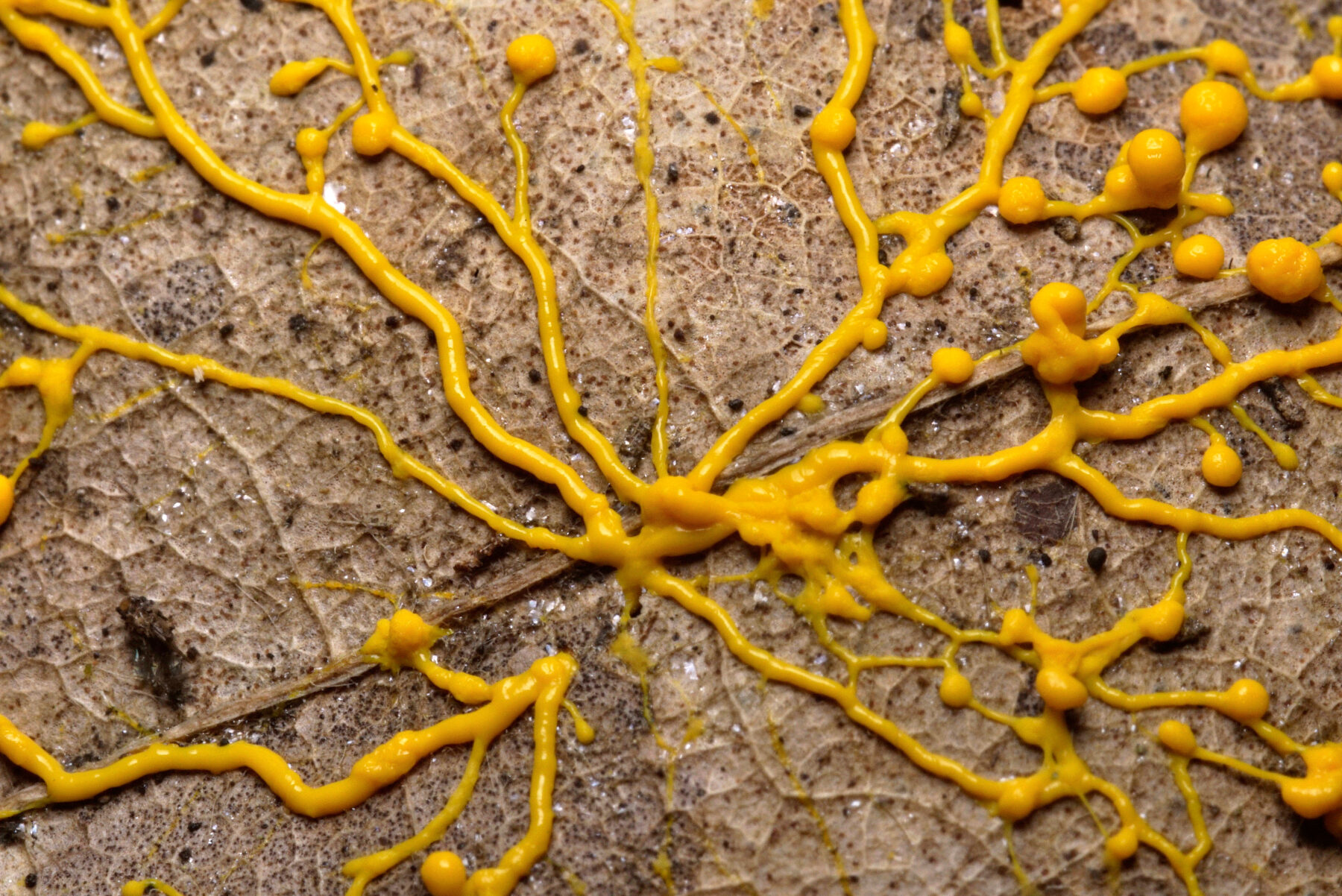 The weird world of slime mould - Australian Geographic