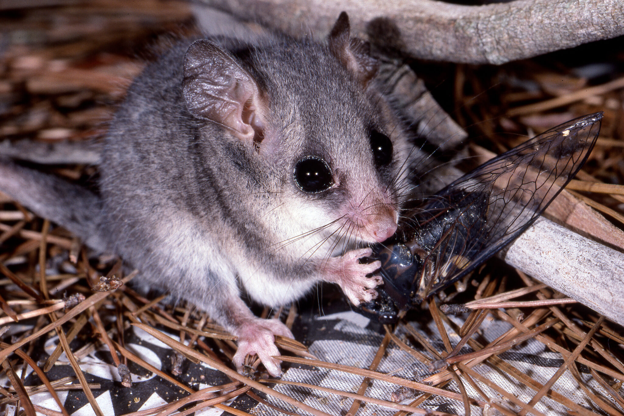 Fact File: Eastern pygmy possum (Cercartetus nanus)- Australian Geographic