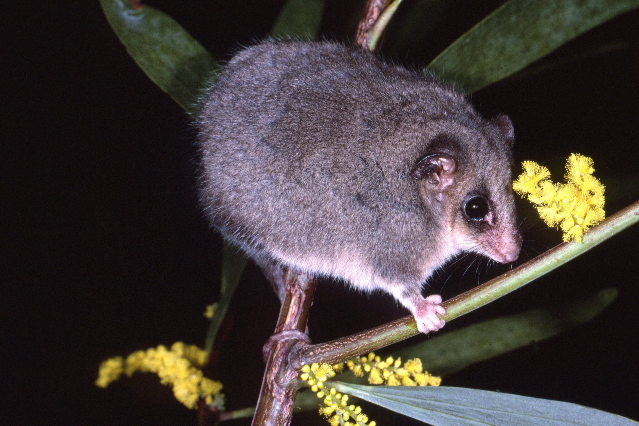 Fact File: Eastern pygmy possum (Cercartetus nanus)- Australian Geographic