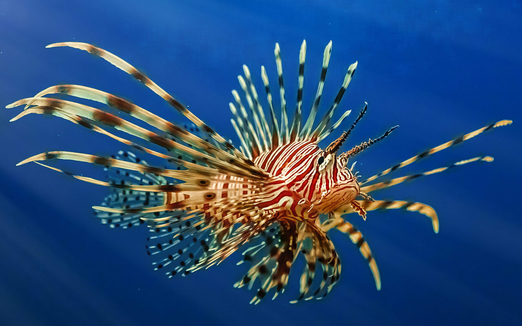 Top 10: Dangerous marine creatures that aren't so well known ...