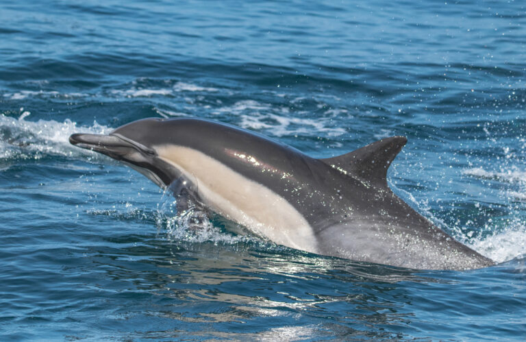 Fact File: Common dolphin (Delphinus delphis) - Australian Geographic