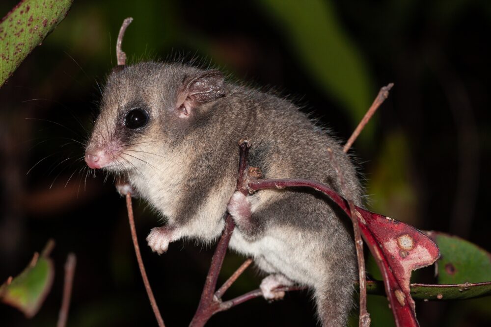 Fact File: Eastern pygmy possum (Cercartetus nanus)- Australian Geographic