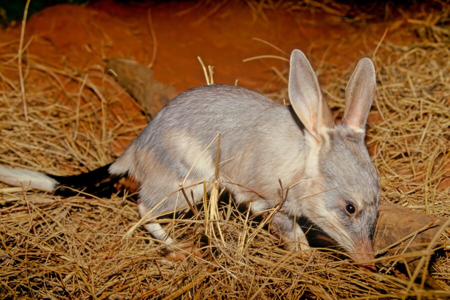 Fact File: Greater bilby (Macrotis lagotis) - Australian Geographic