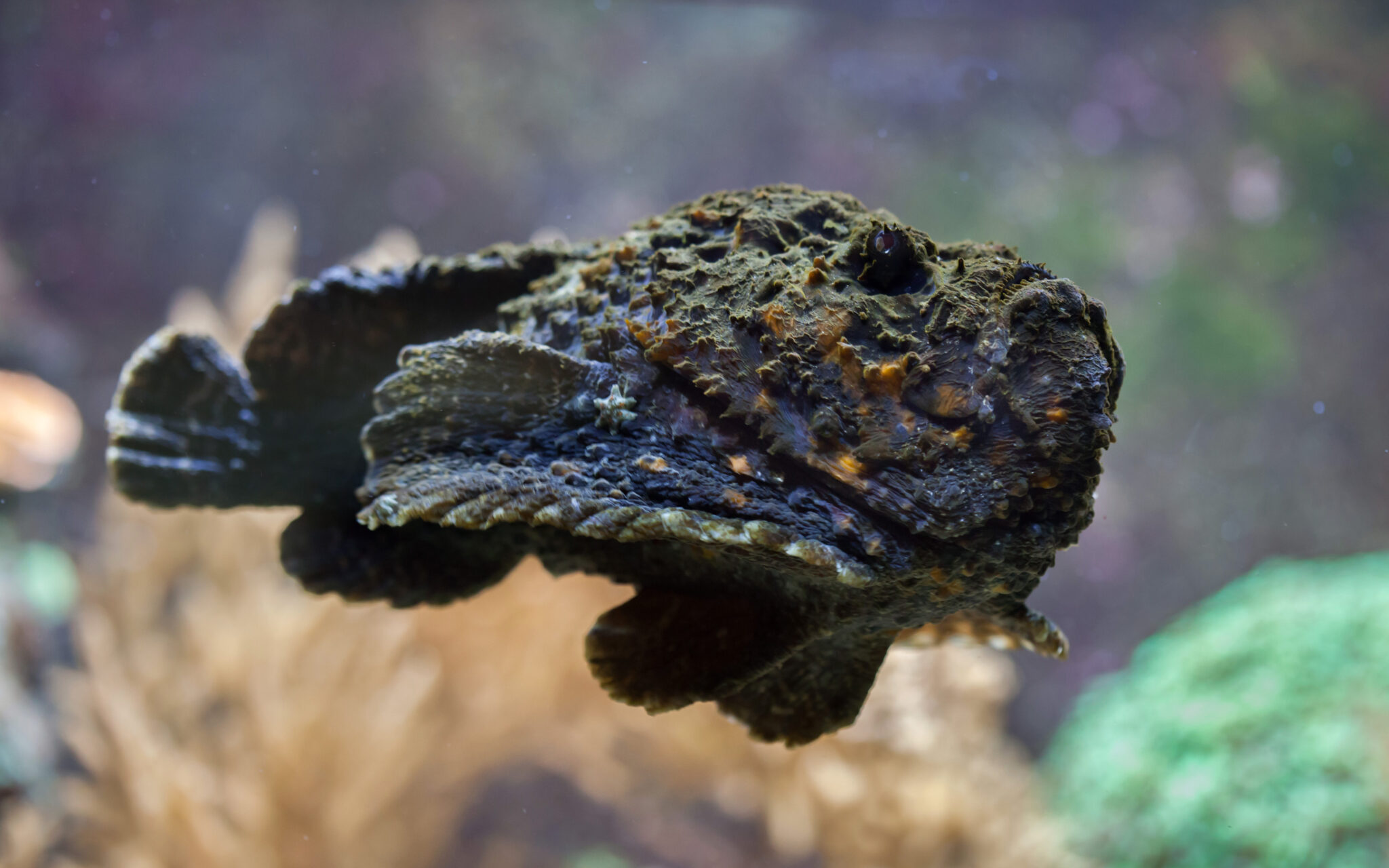 Top 10 dangerous sea creatures that aren't so well known - Australian ...