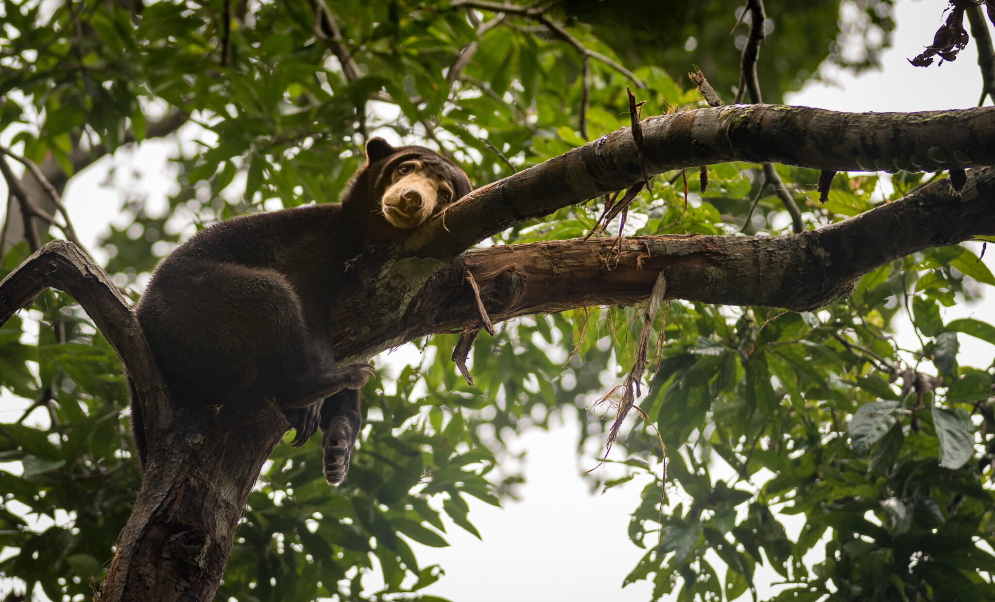 How did giant, tree-climbing 'drop bears' grow so BIG in Australia ...