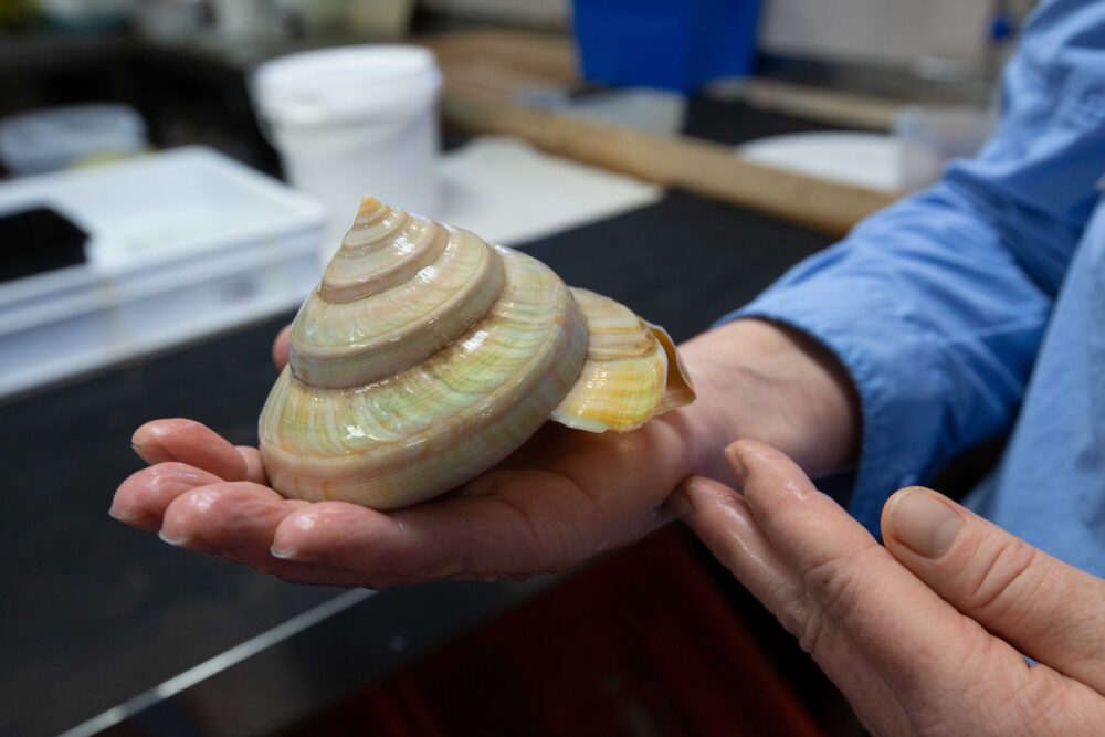 Delivered from the deep - Australian Geographic