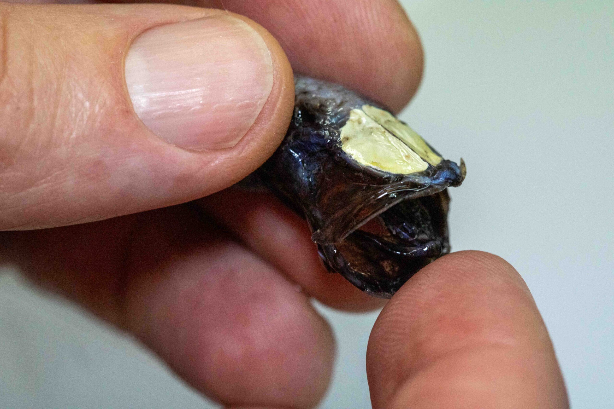 Delivered from the deep - Australian Geographic