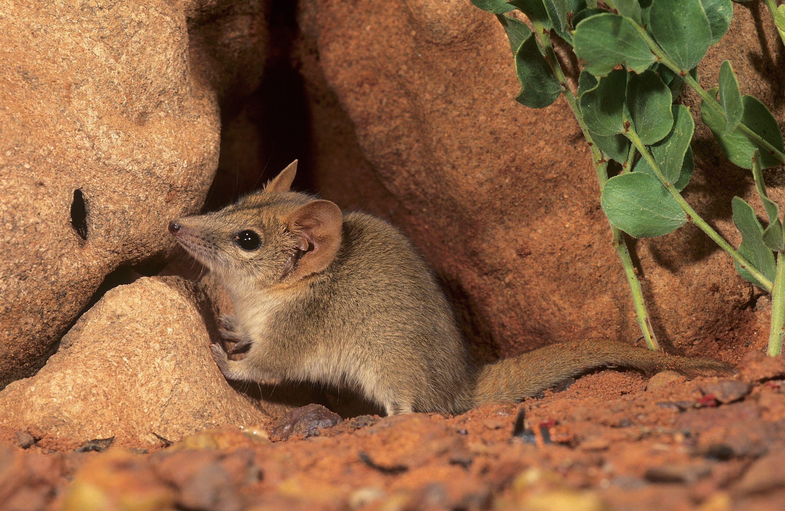 7 clever Aussie native rodents - Australian Geographic