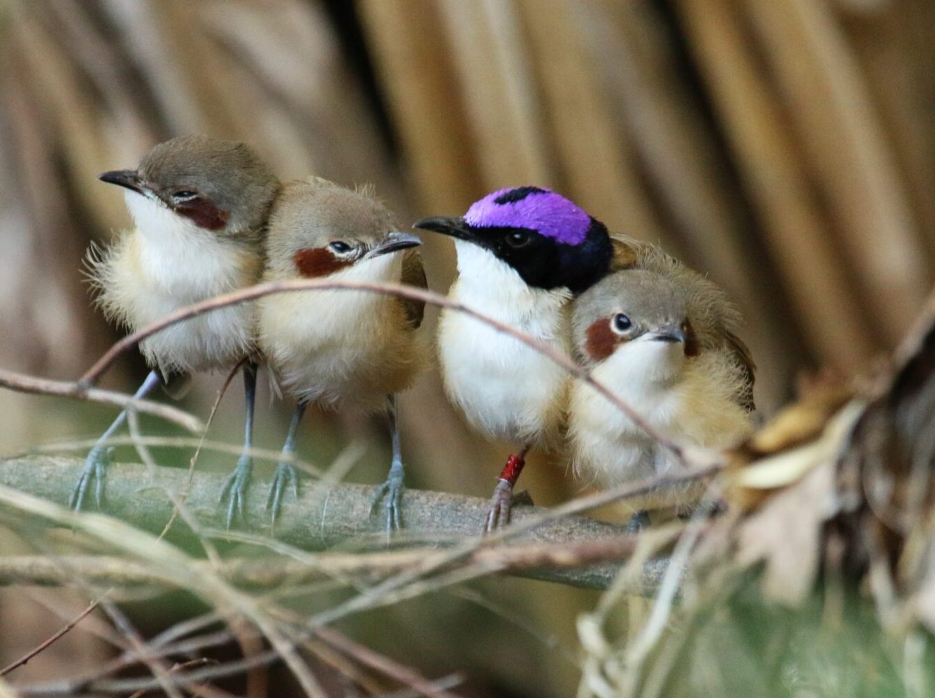 Endangered fairy-wrens survive Kimberley floods - Australian Geographic