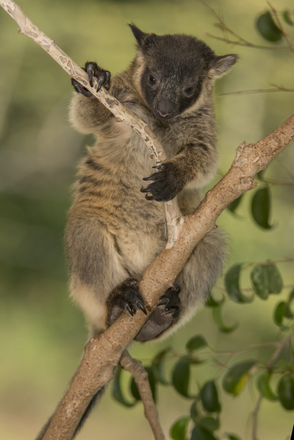 Fact File: Australian tree kangaroos (Dendrolagus lumholtzi ...