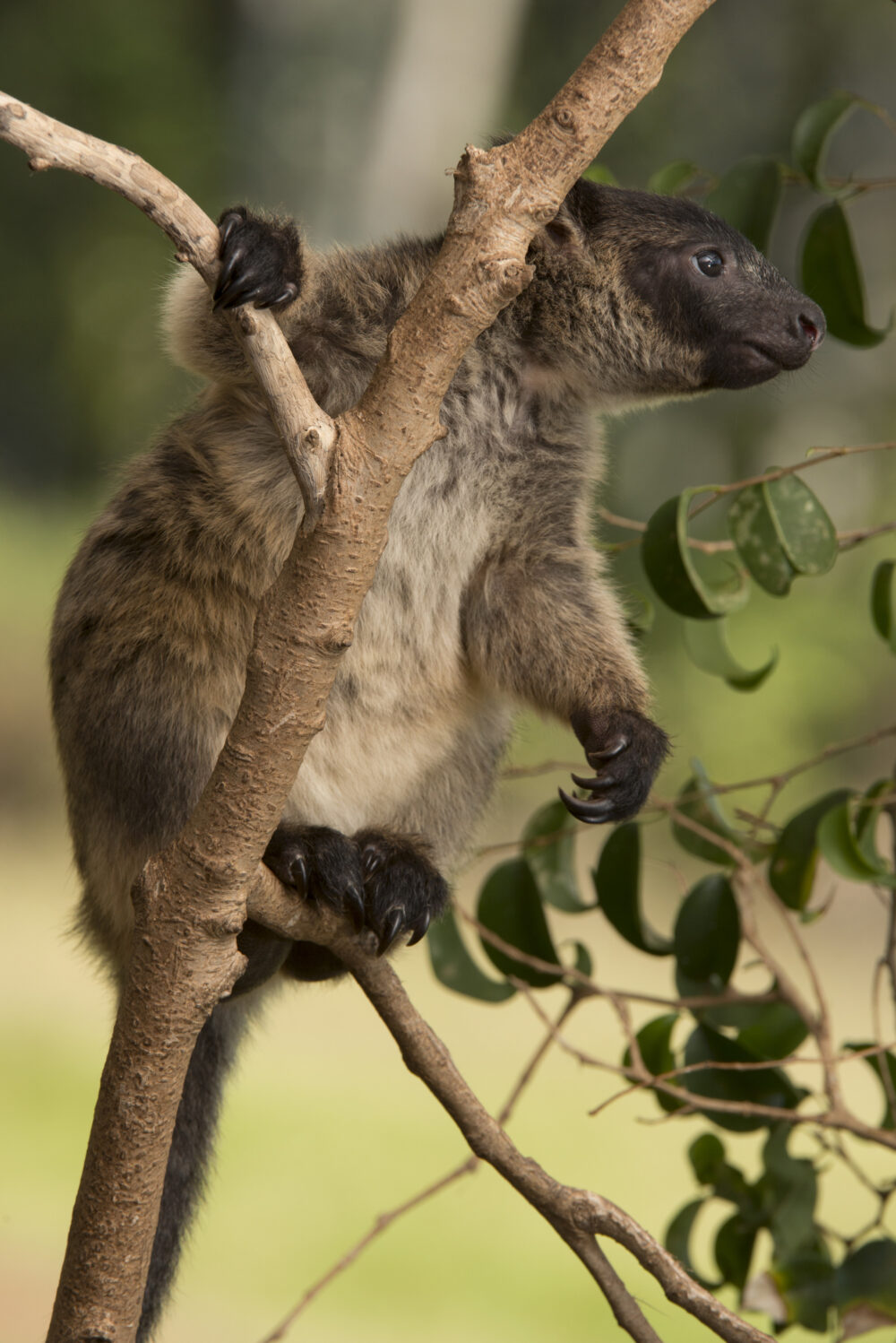 Fact File: Australian tree kangaroos (Dendrolagus lumholtzi ...