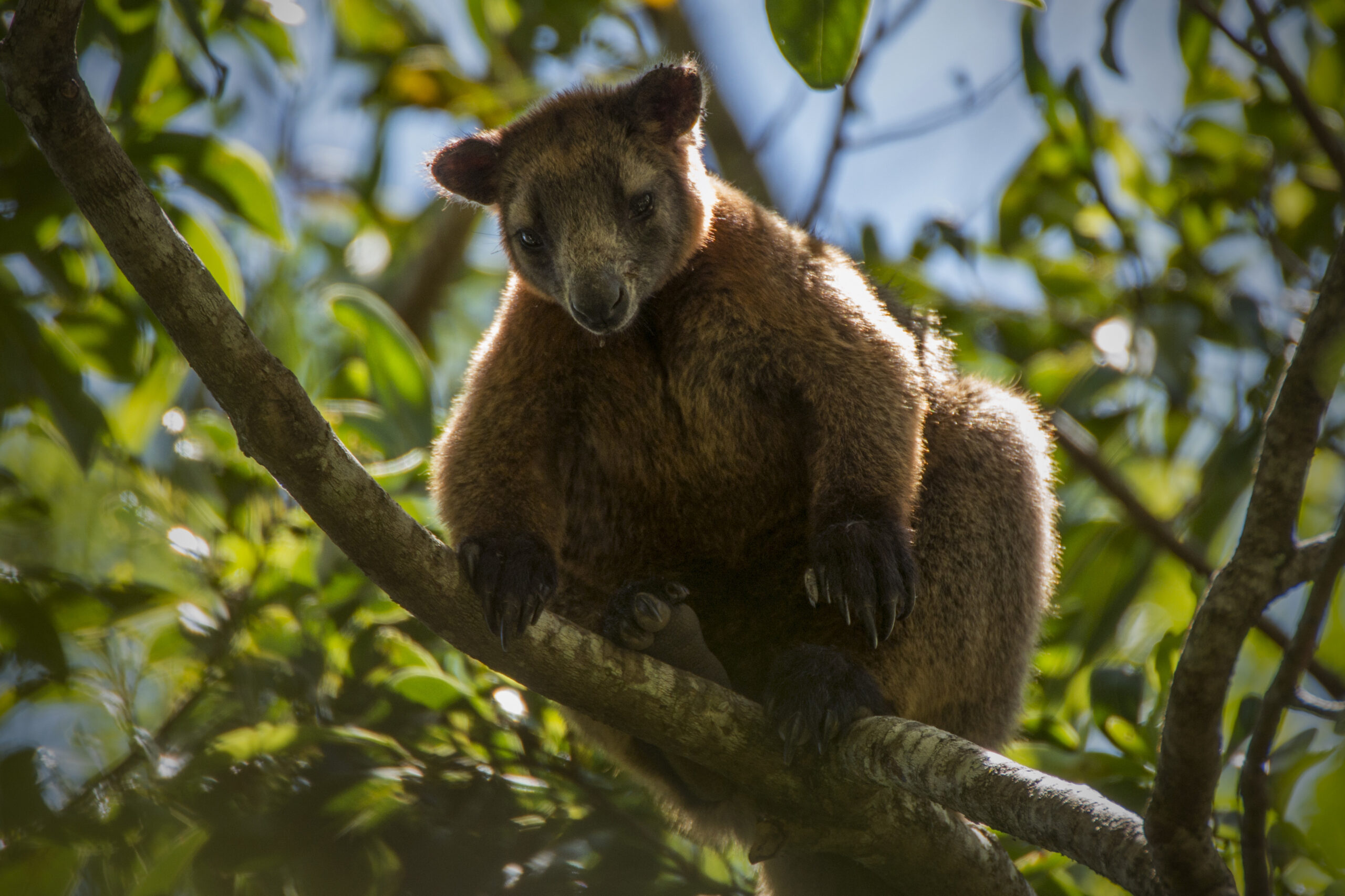 Fact File: Australian tree kangaroos (Dendrolagus lumholtzi ...