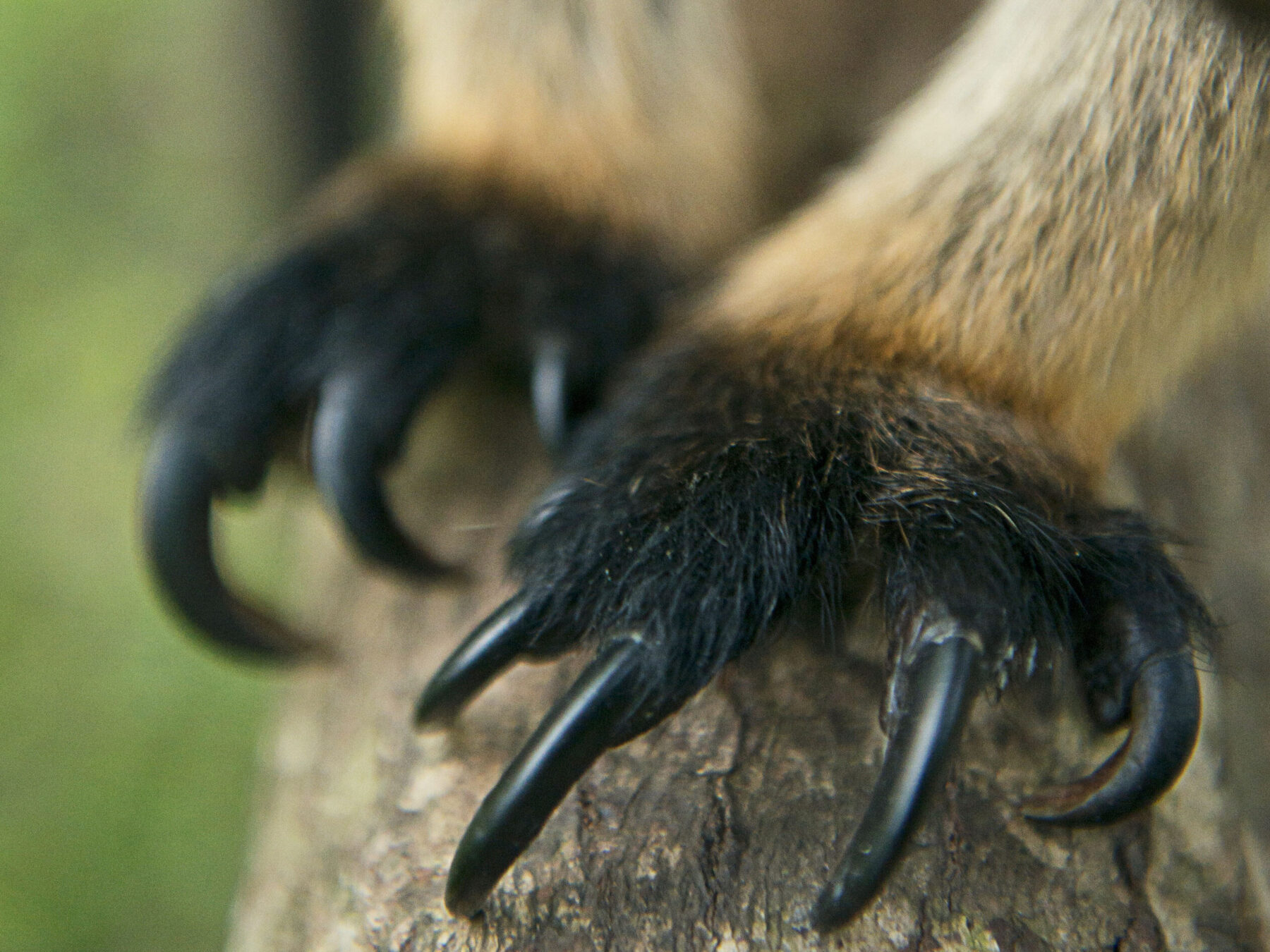 Fact File: Australian tree kangaroos (Dendrolagus lumholtzi ...