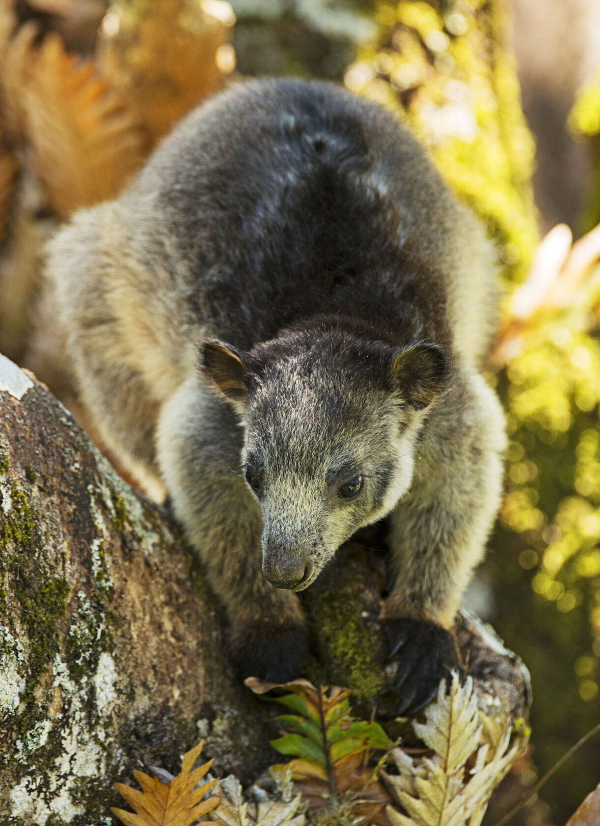 Fact File: Australian tree kangaroos (Dendrolagus lumholtzi ...