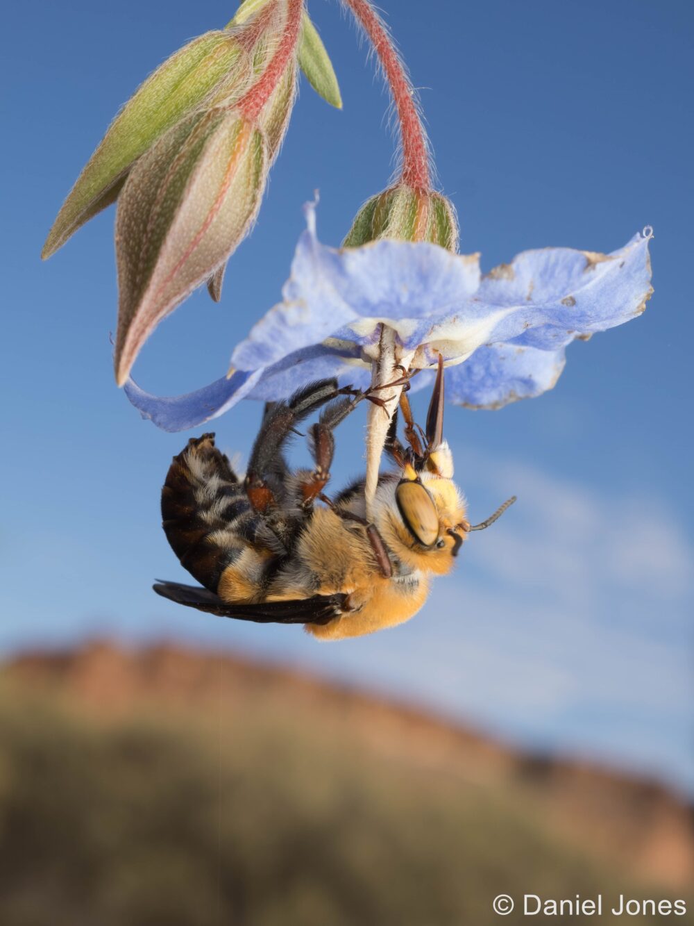 The story behind the photo: 'Nectar of Life' by Dan Jones - Australian ...