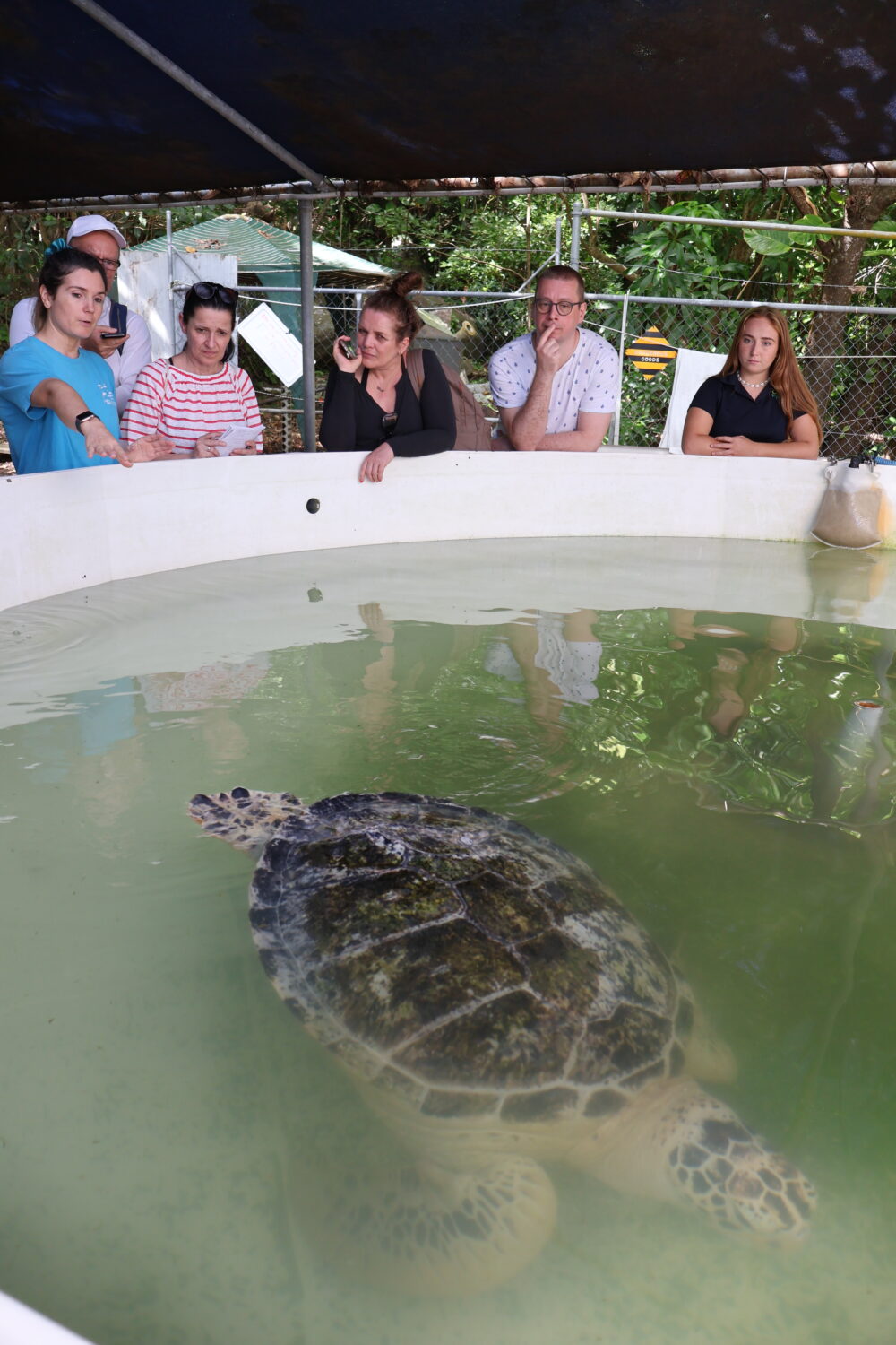 ‘Power of voluntourism’: How Fitzroy Island’s green sea turtles are reaping the benefits ...