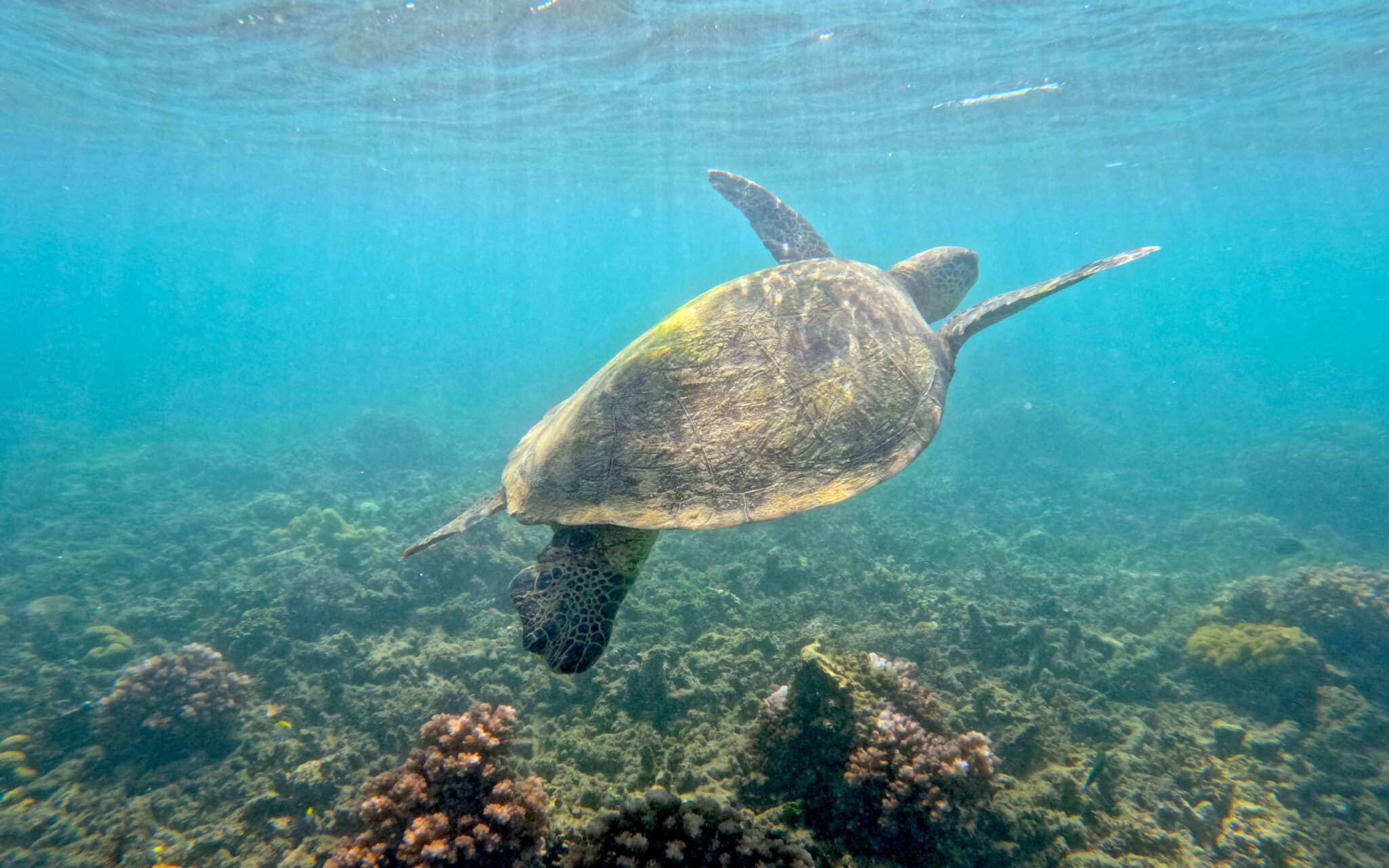 ‘Power of voluntourism’: How Fitzroy Island’s green sea turtles are ...