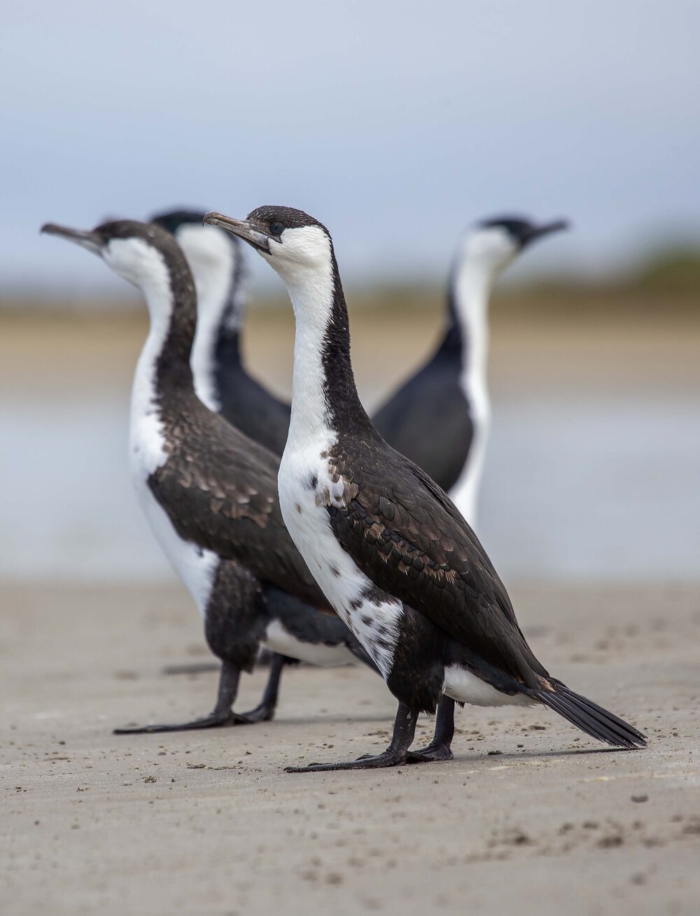 From outback to ocean - Australian Geographic