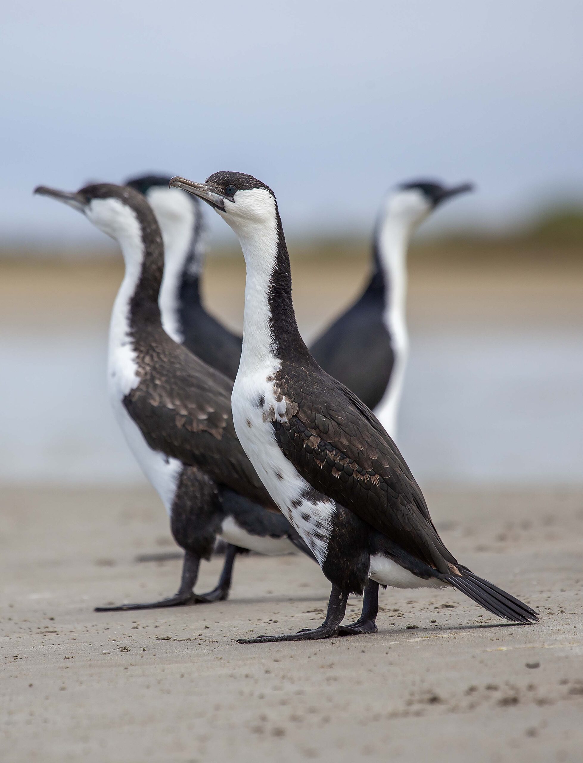 From outback to ocean - Australian Geographic