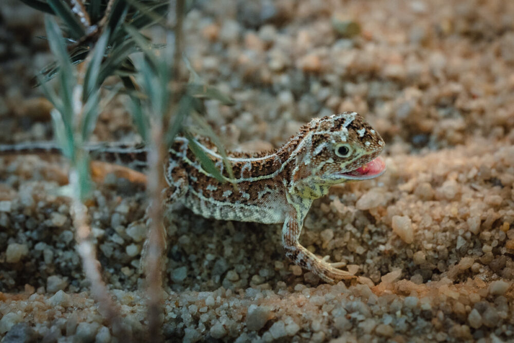 Aussie dragon thought to be extinct rediscovered in Victoria ...