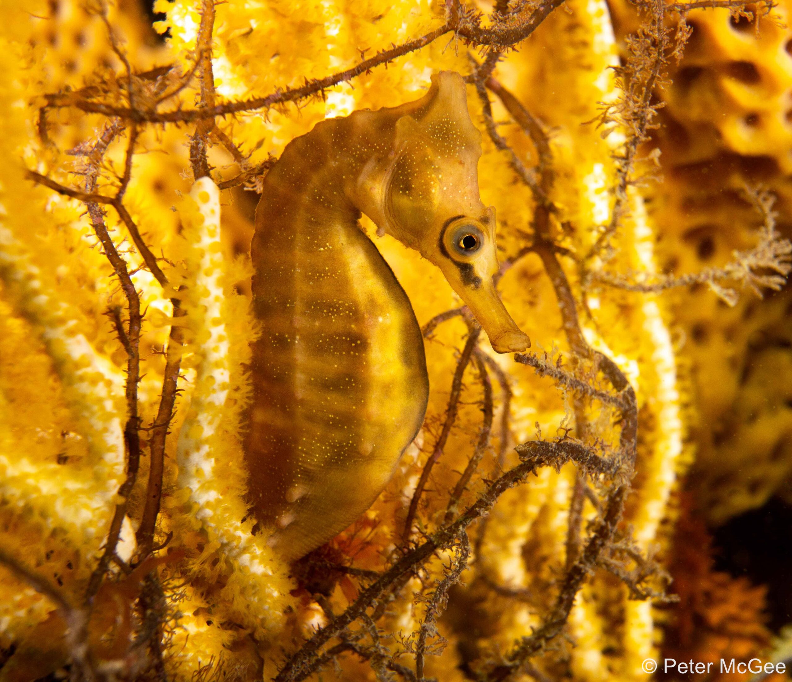 The story behind the photo: ‘Golden Seahorse’ by Pete McGee- Australian ...