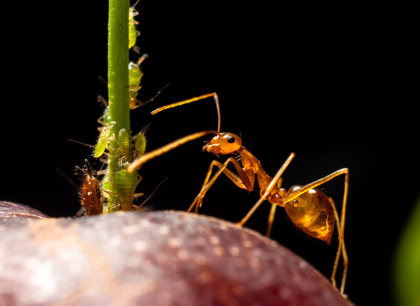 8 alien species and diseases we must keep out of Australia - Australian ...