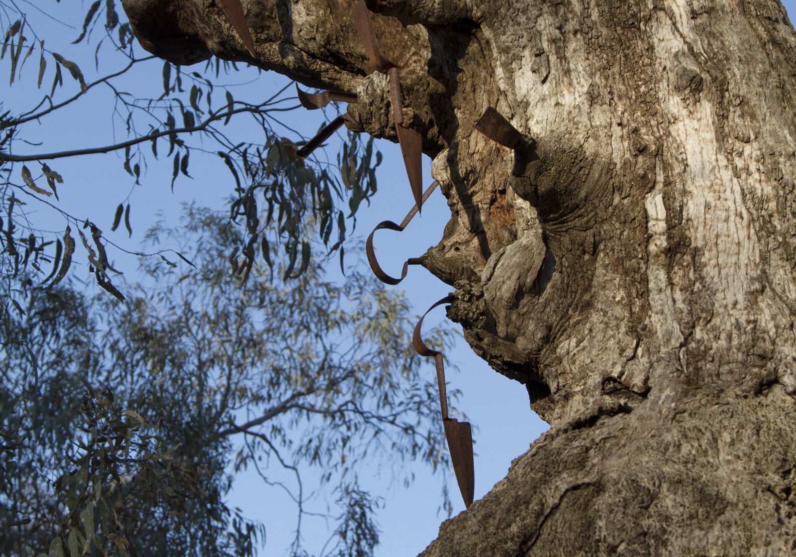 Blade trees: the uniquely Australian bush enigma - Australian Geographic
