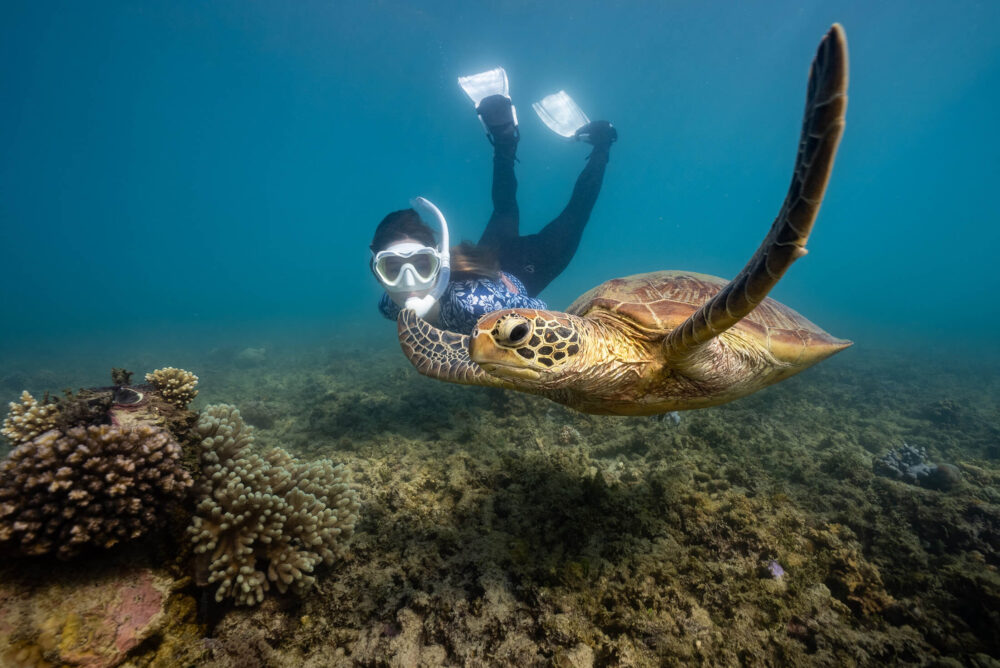 ‘Power of voluntourism’: How Fitzroy Island’s green sea turtles are ...