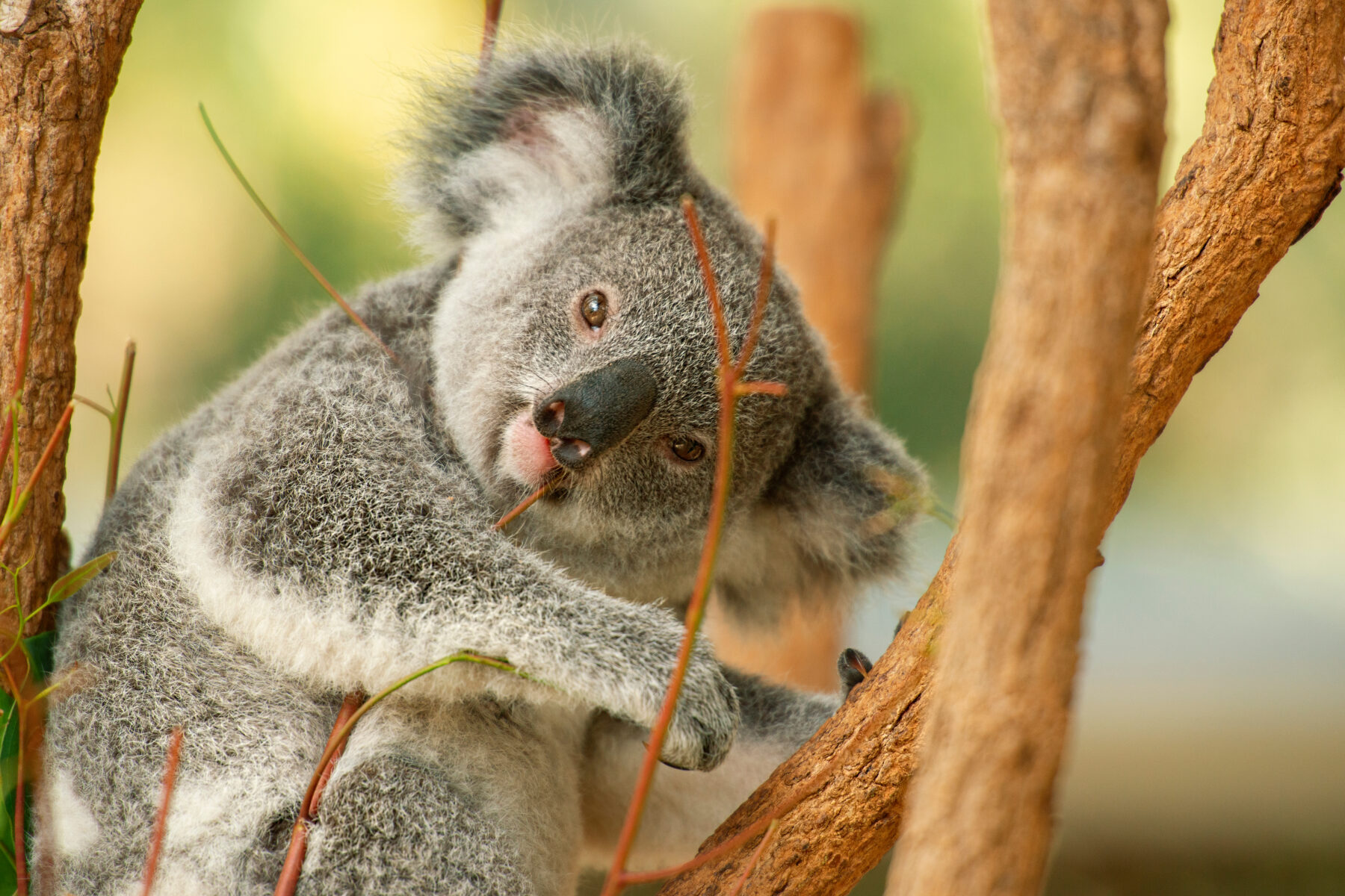 Cost to save all threatened species in Australia revealed- Australian ...