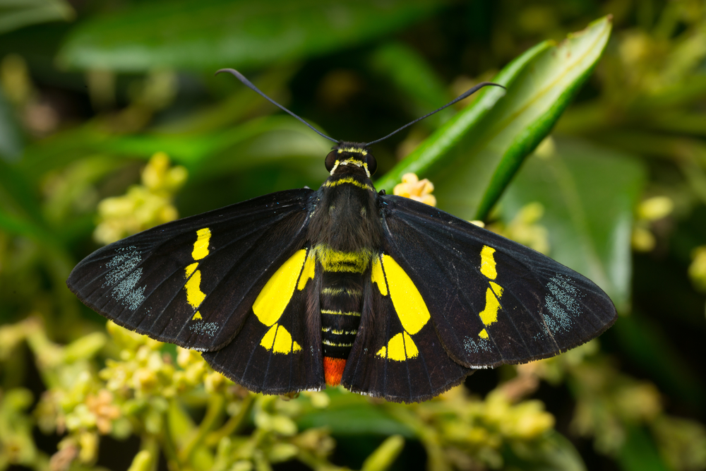 How butterflies conquered the world - Australian Geographic