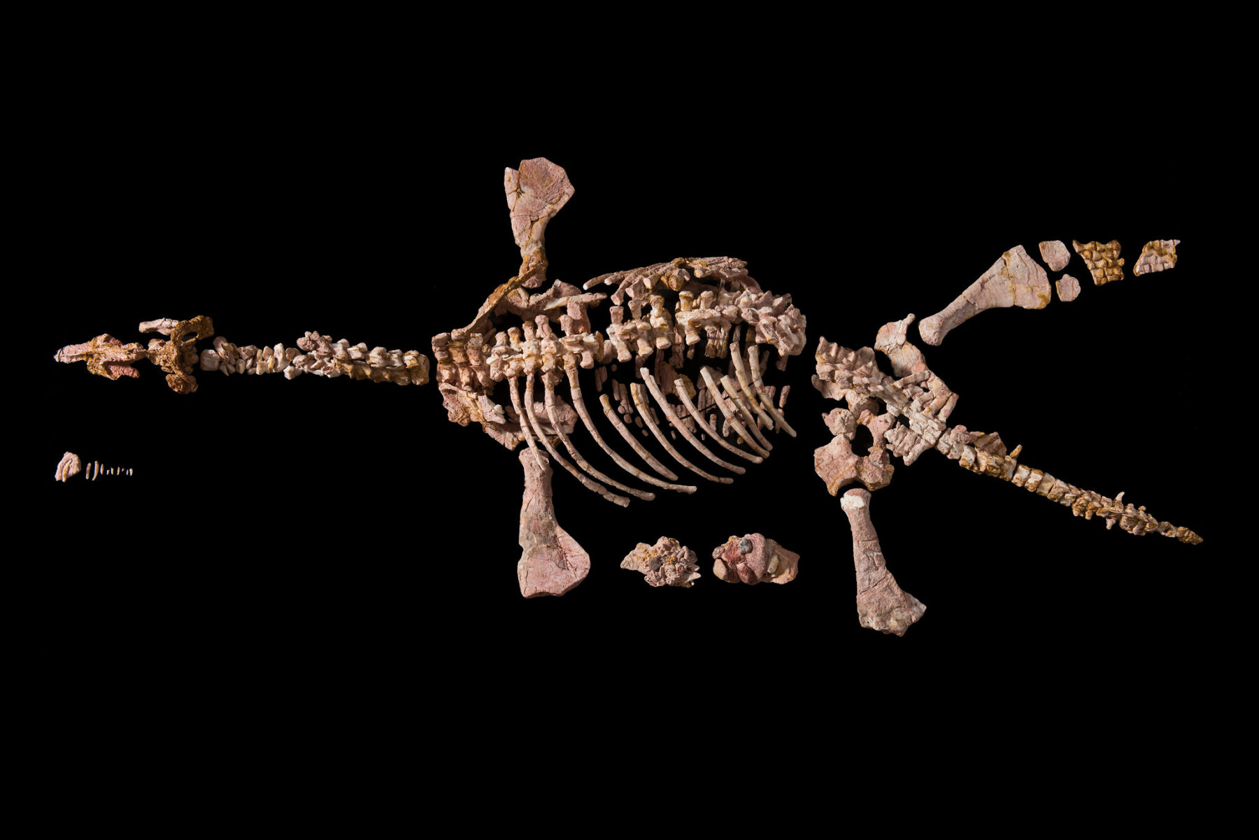 Eric the plesiosaur’s last meal - Australian Geographic