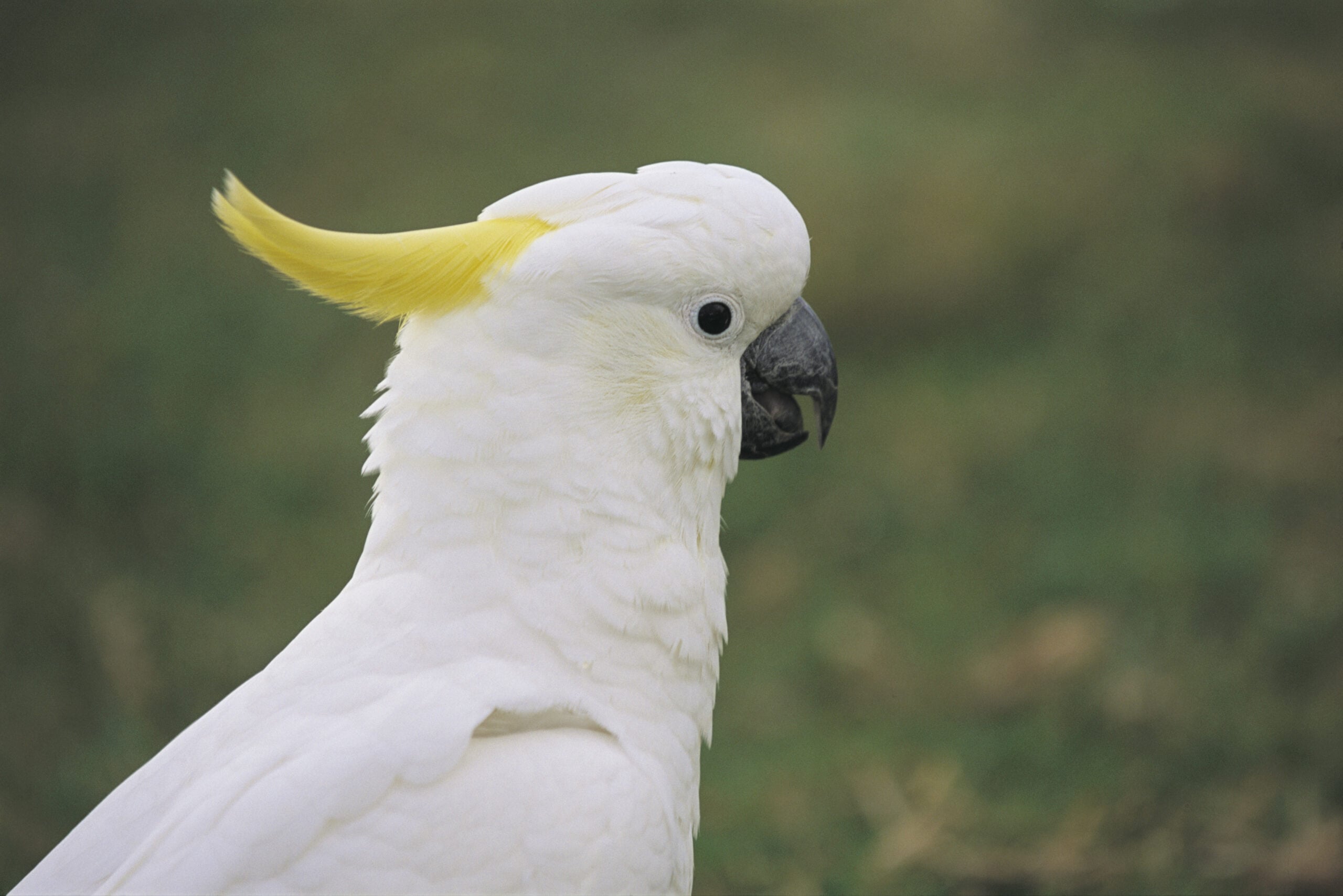Yellow Cockatoo