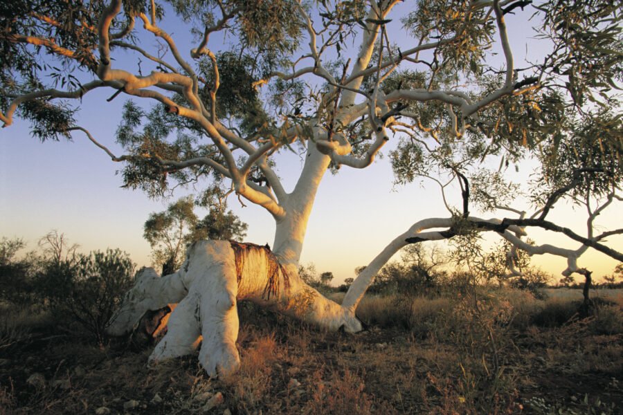 Are eucalyptus trees really ‘widow makers’? - Australian Geographic