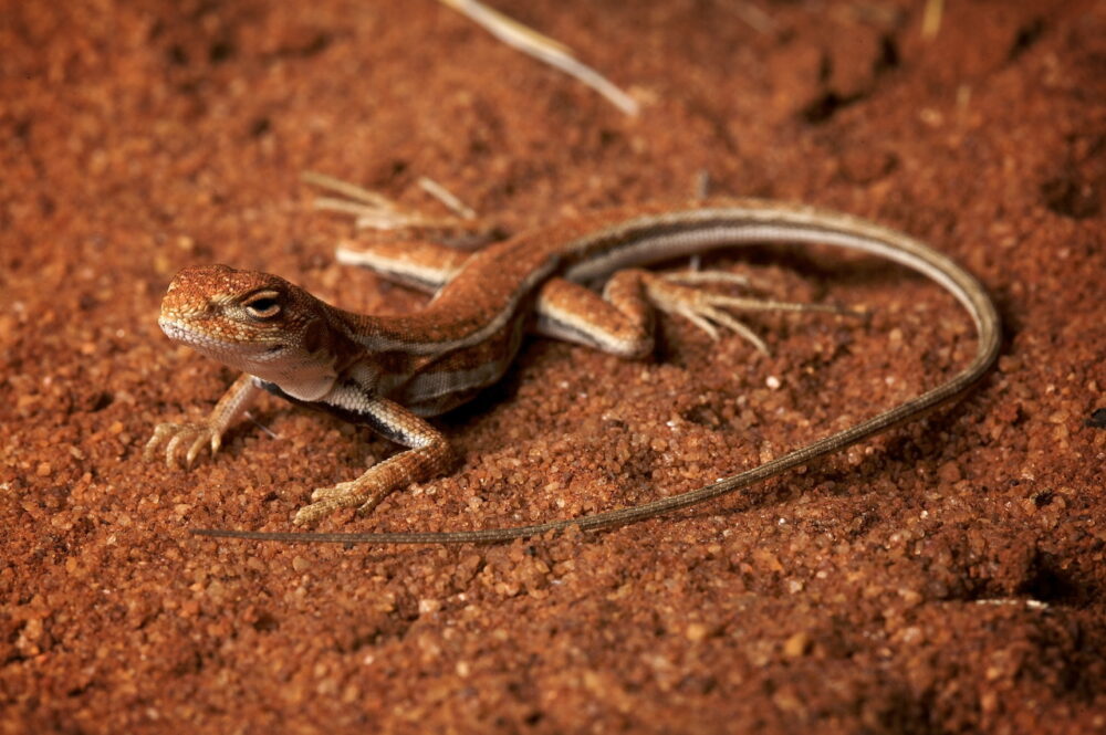 New sand dragon species given local Indigenous names - Australian ...