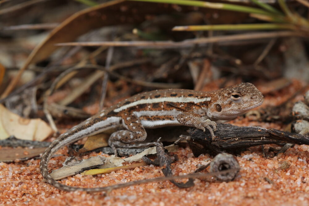 New sand dragon species given local Indigenous names - Australian ...