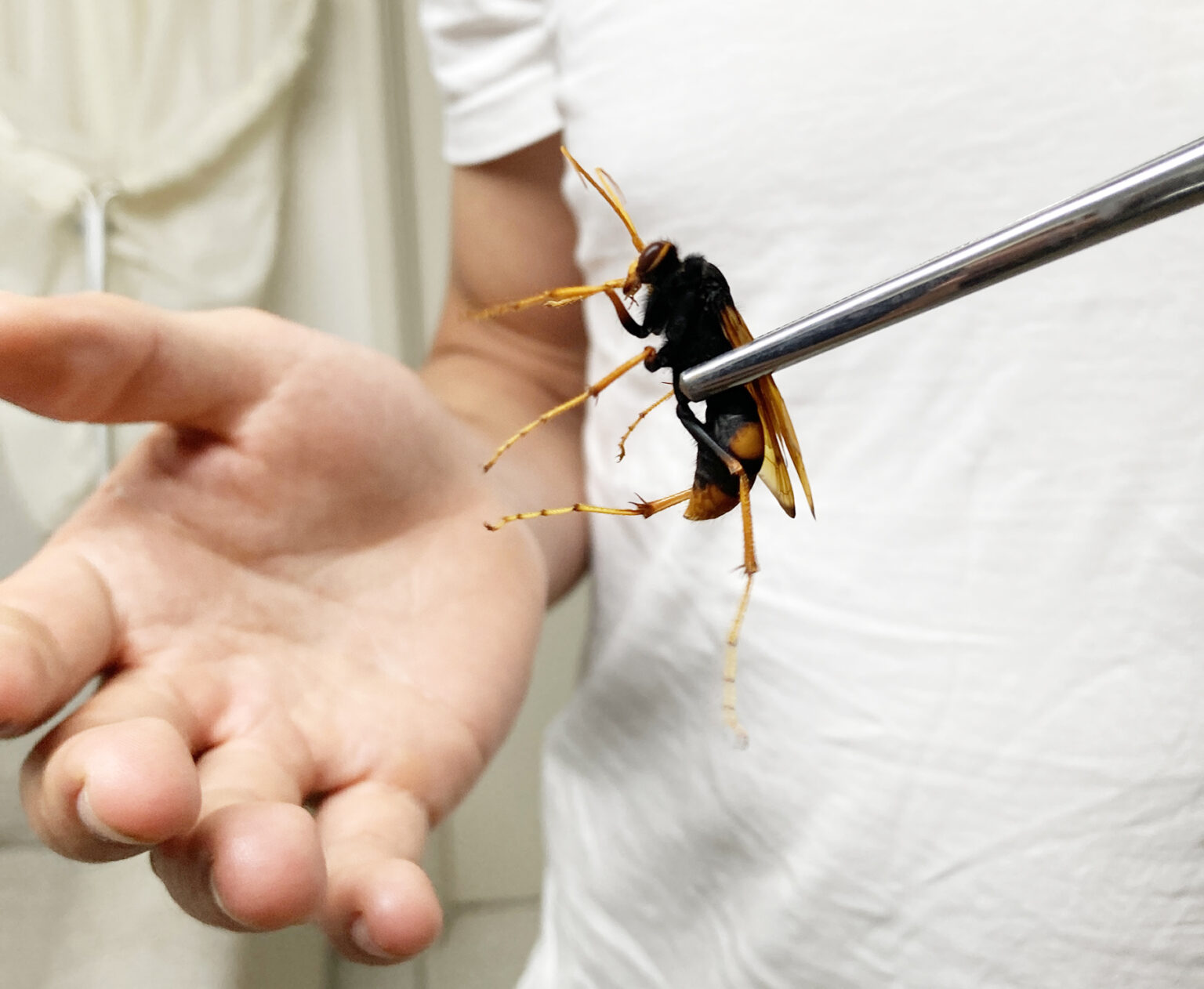 Bull ants are Australia’s tiny tyrants - Australian Geographic