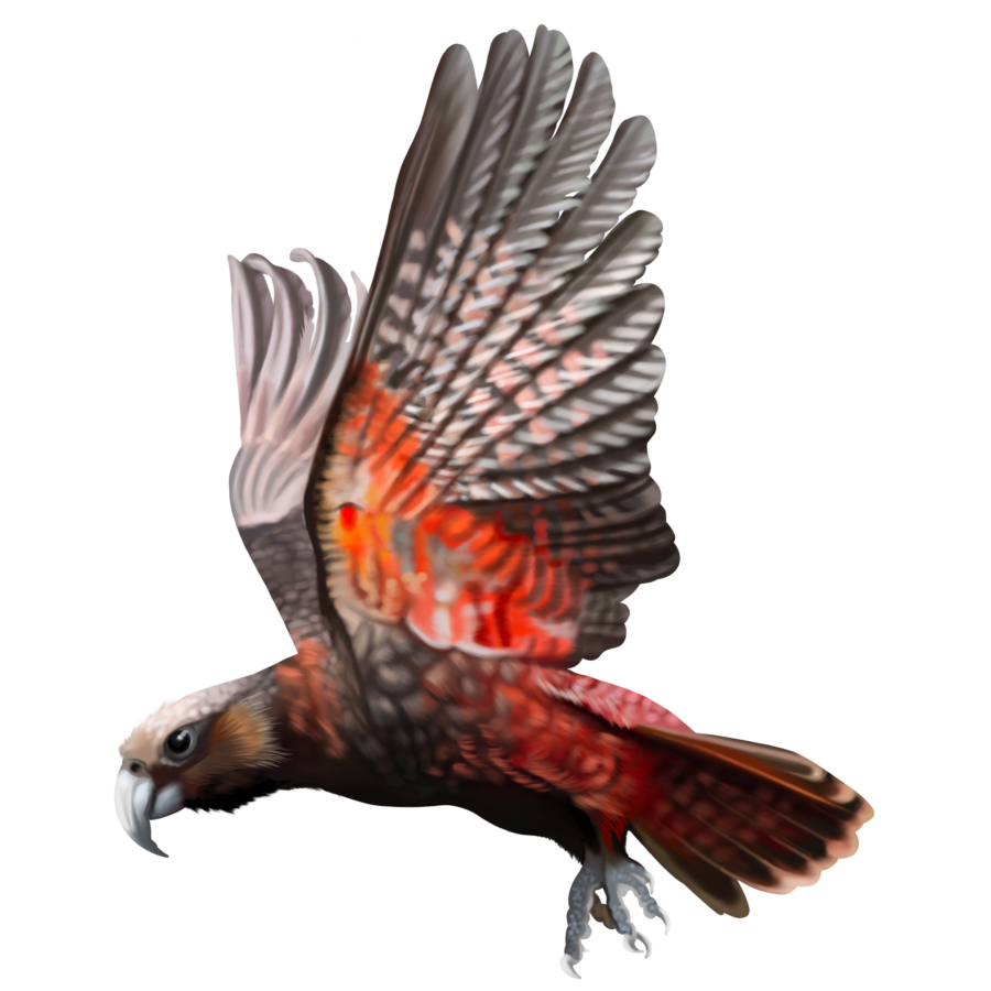 Birds of Rakiura - Australian Geographic