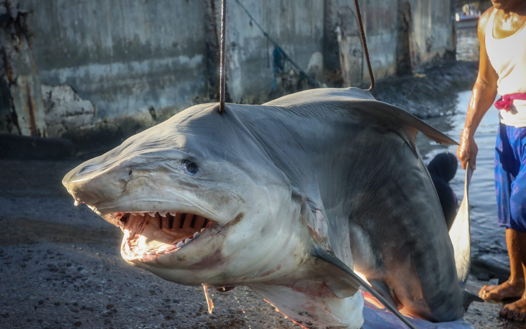 Fact File: Tiger shark (Galeocerdo cuvier)- Australian Geographic