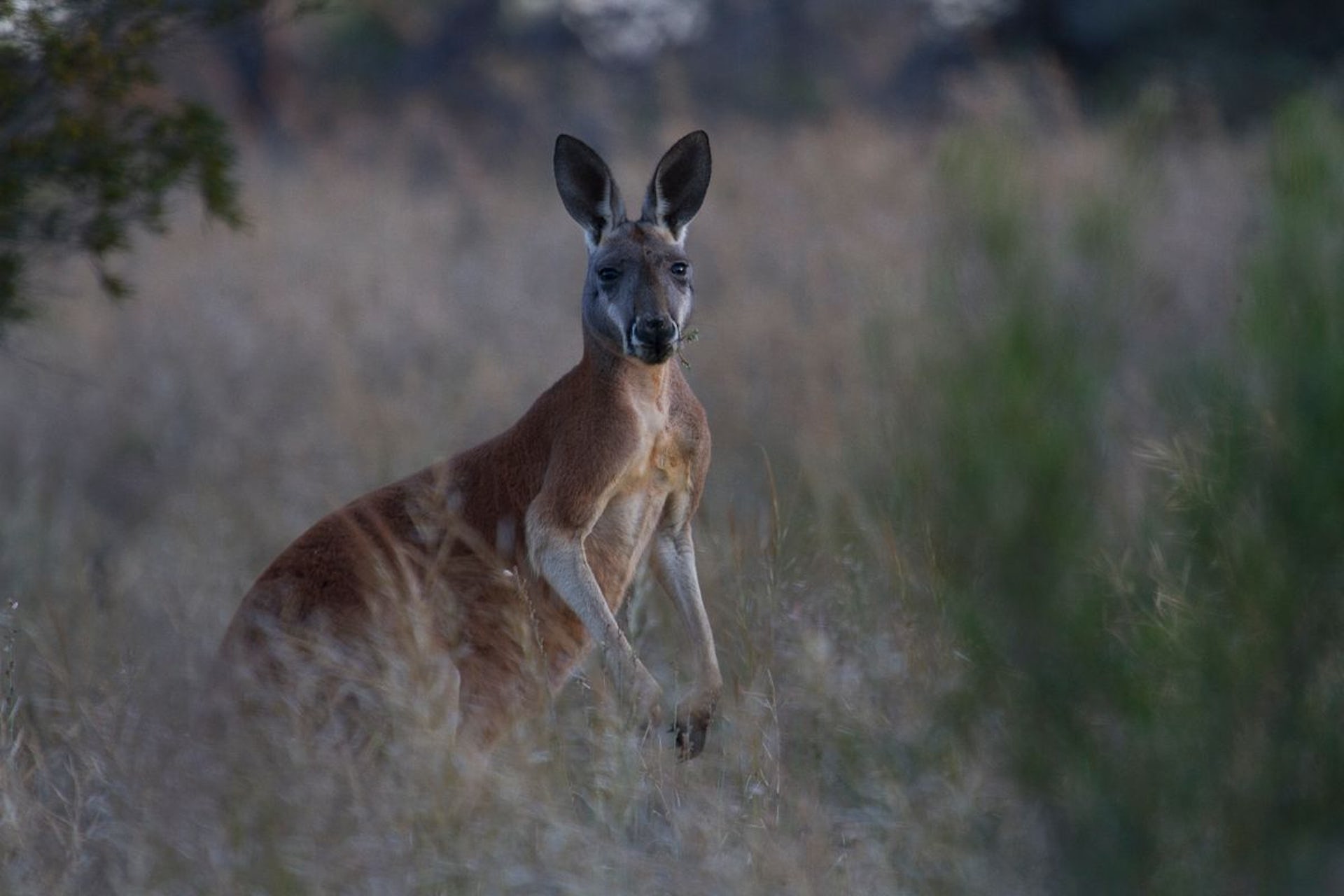 Bionic kangaroo jumps like the real thing - Australian Geographic