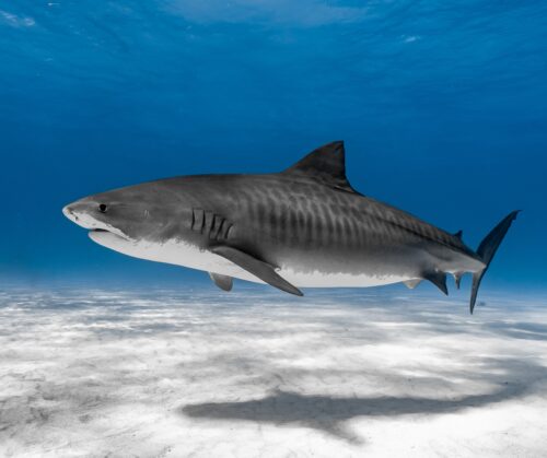 Fact File: Tiger shark (Galeocerdo cuvier)- Australian Geographic Fact File: Tiger shark (Galeocerdo cuvier)- Australian Geographic