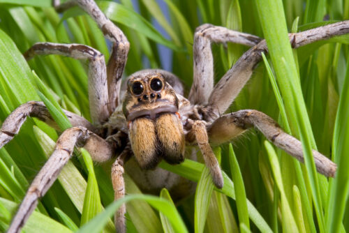 Fact File: Australian wolf spider (Lycosidae) - Australian Geographic