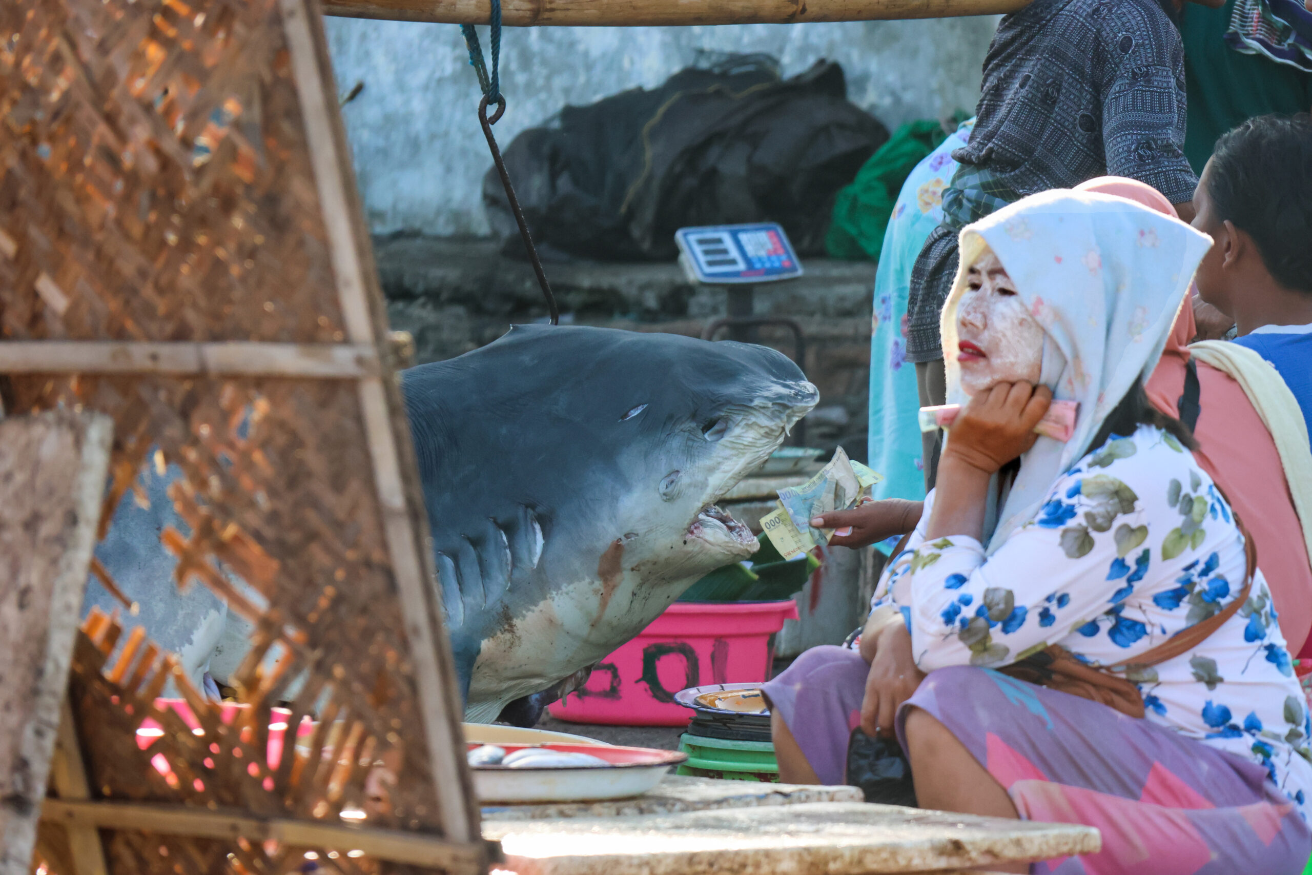 The fishermen and the sharks - Australian Geographic