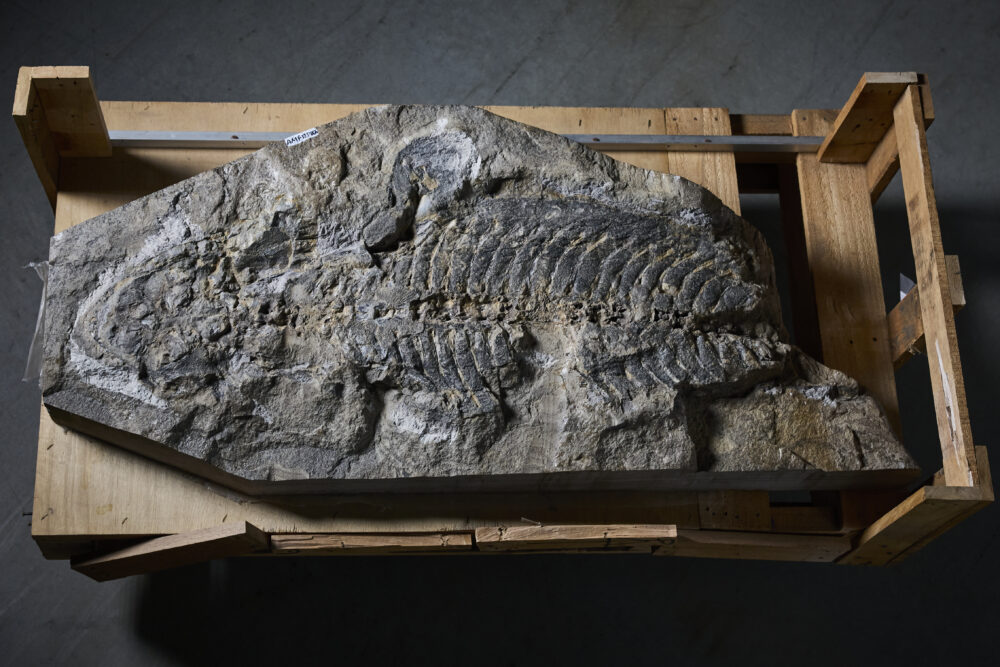 Ancient mystery solved: Lizard-like creature found in retaining wall ...