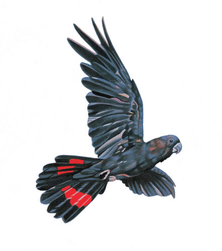 Fact File: Red-tailed black cockatoo (Calyptorhynchus banksii ...