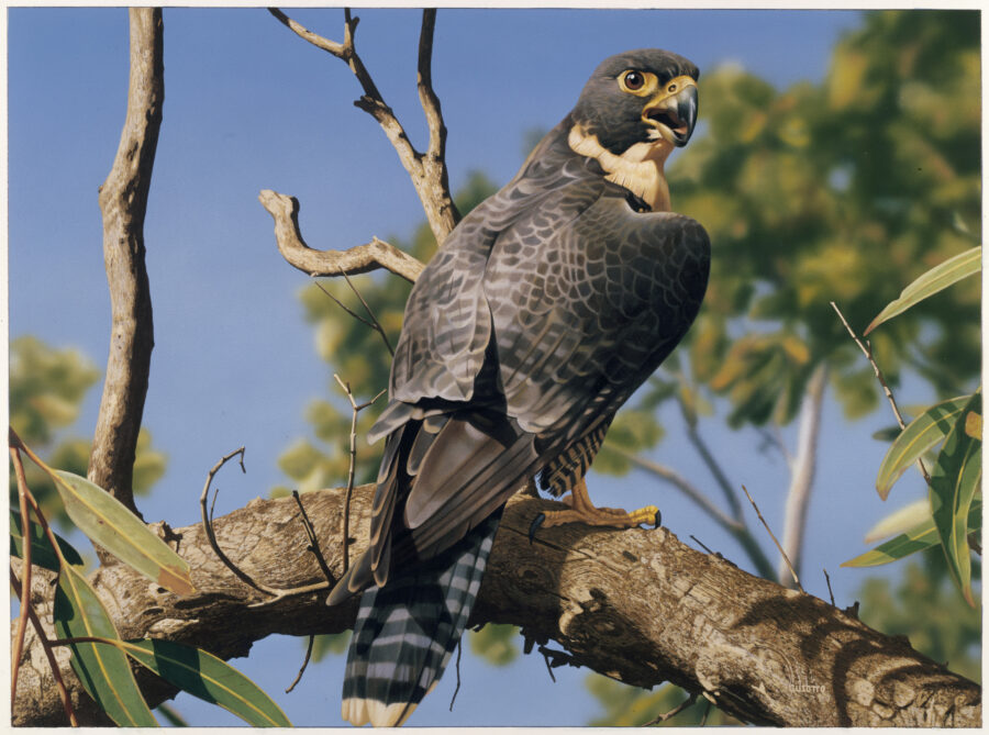 Fact File: Peregrine falcon (Falco peregrinus) - Australian Geographic