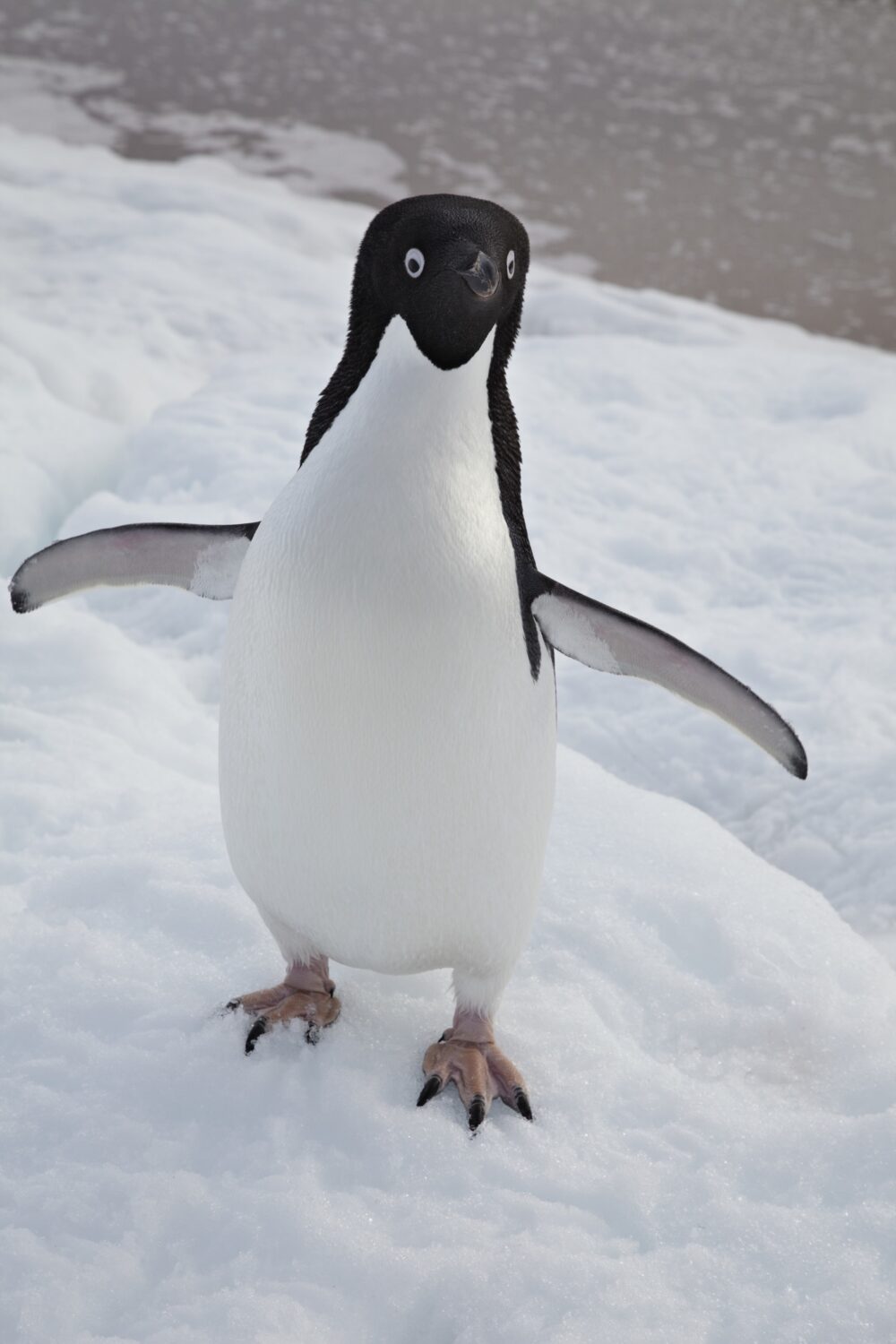 Fact File: Adelie penguin (Pygoscelis adeliae) - Australian Geographic